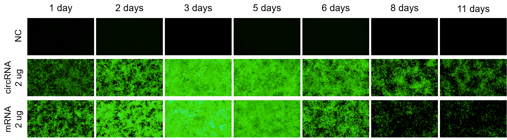 IVT circRNA Manufacturing Services | VectorBuilder